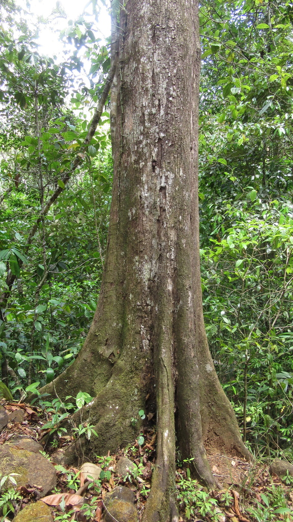 Terminalia amazonia from Chagres, PA-PN-PA, PA-PN, PA on February 18 ...