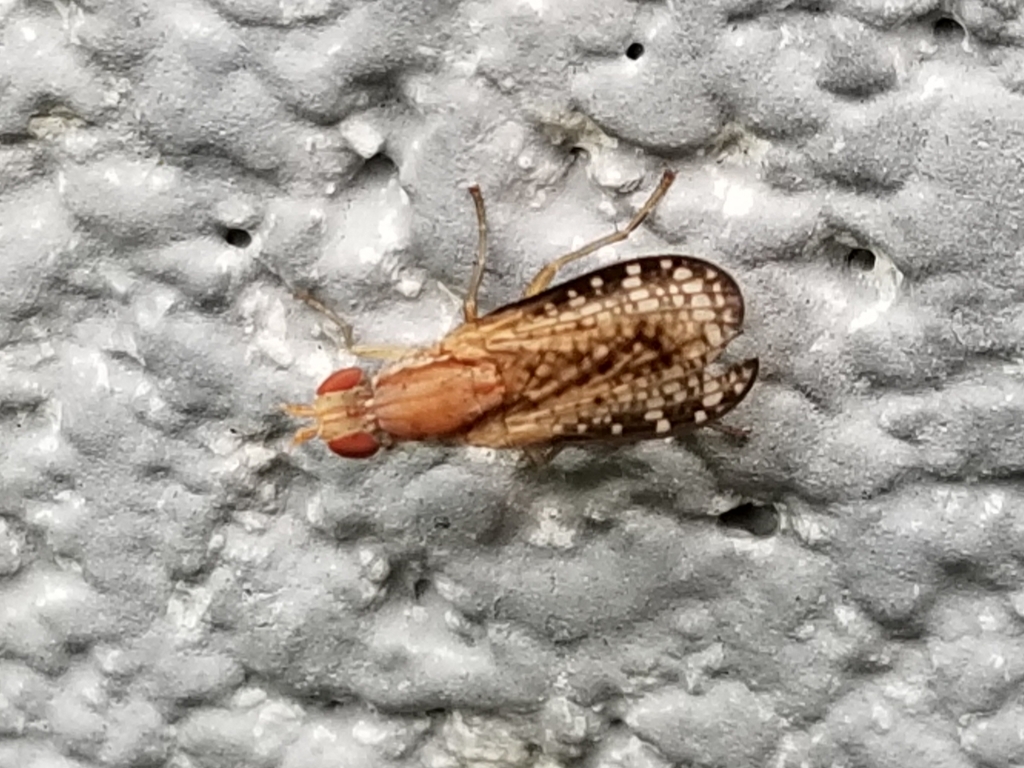 Marsh Flies from Van Gurpin Ln, West Coxsackie, NY, US on September 28 ...