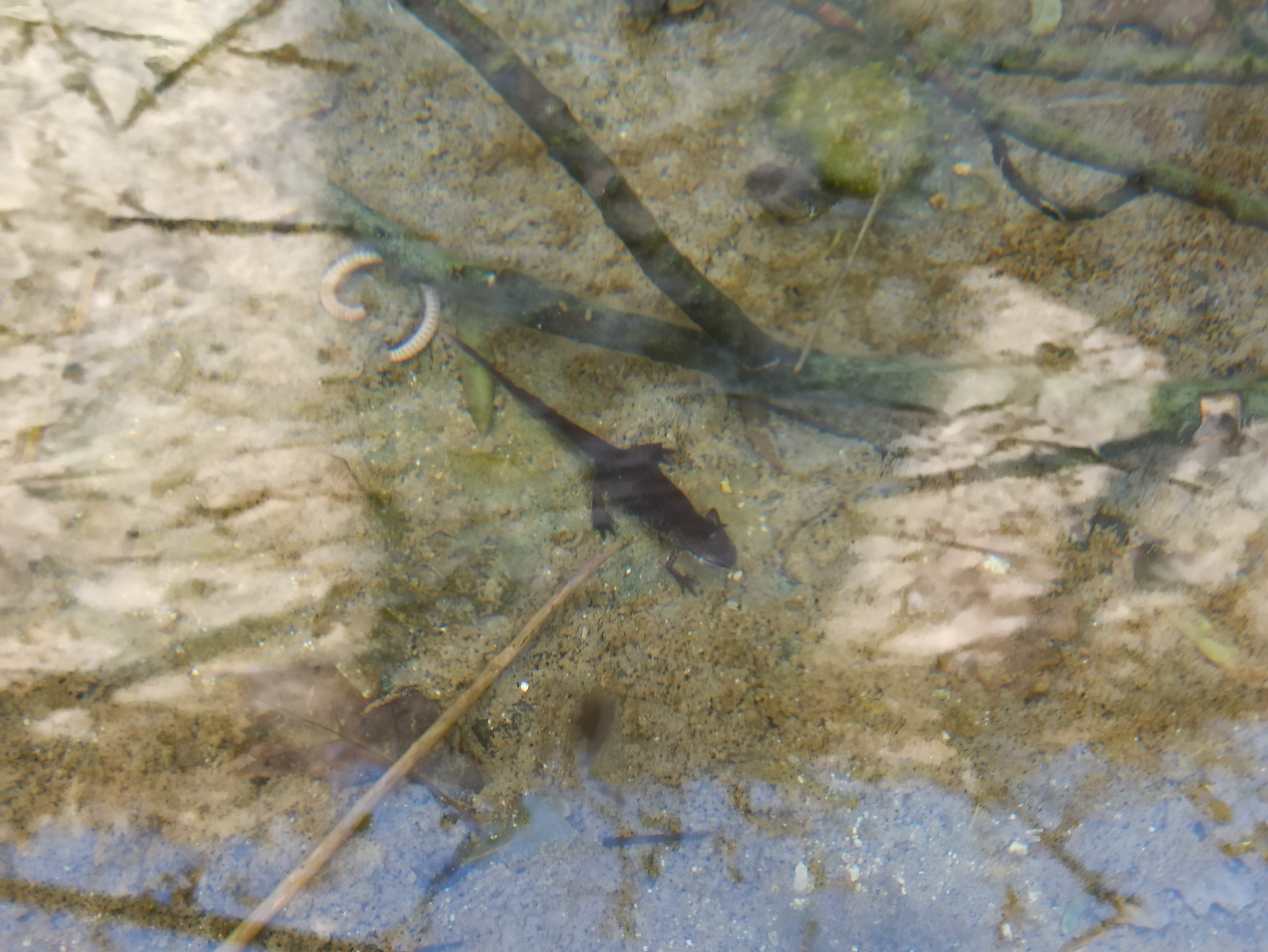 Lissotriton graecus (Wolterstorff, 1906)