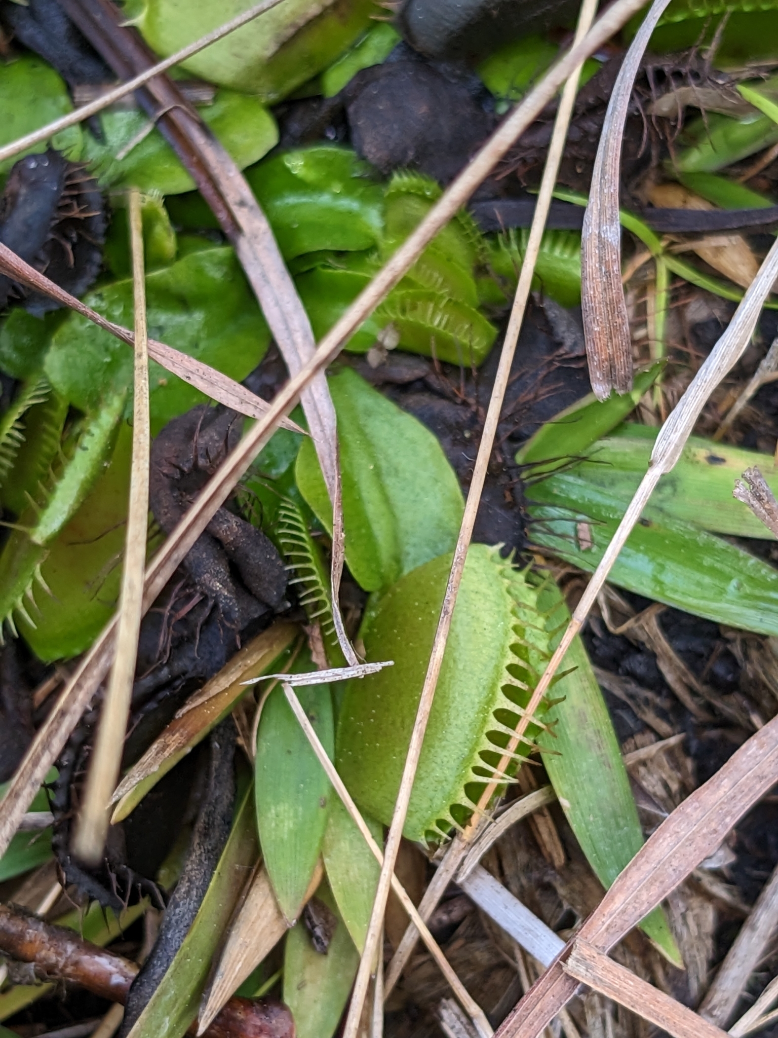 Dionaea muscipula Ellis