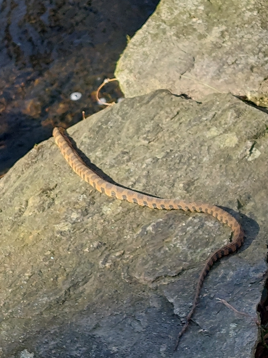 Nerodia sipedon (Linnaeus, 1758)