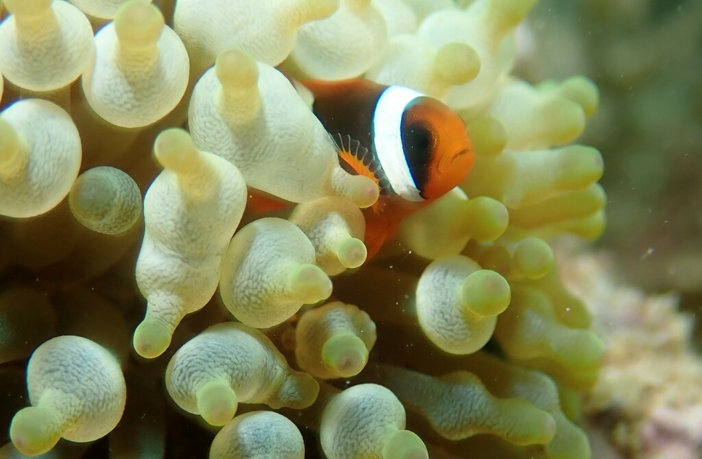 Australian Anemonefish from Withnell Bay, Dampier Archipelago WA 6713 ...