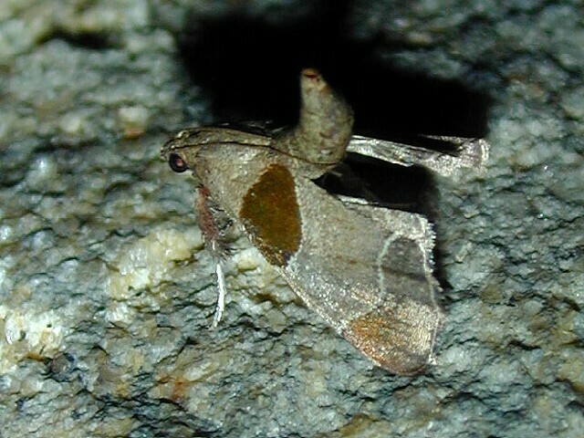 Dimorphic Tosale Moth from Ward Pound Ridge, Westchester County, NY ...