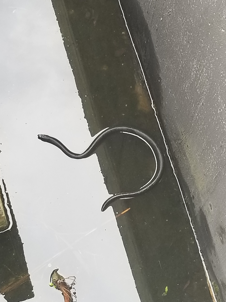 North American Racer from 50 Court St, Jacksonville, NC 28540, USA on ...