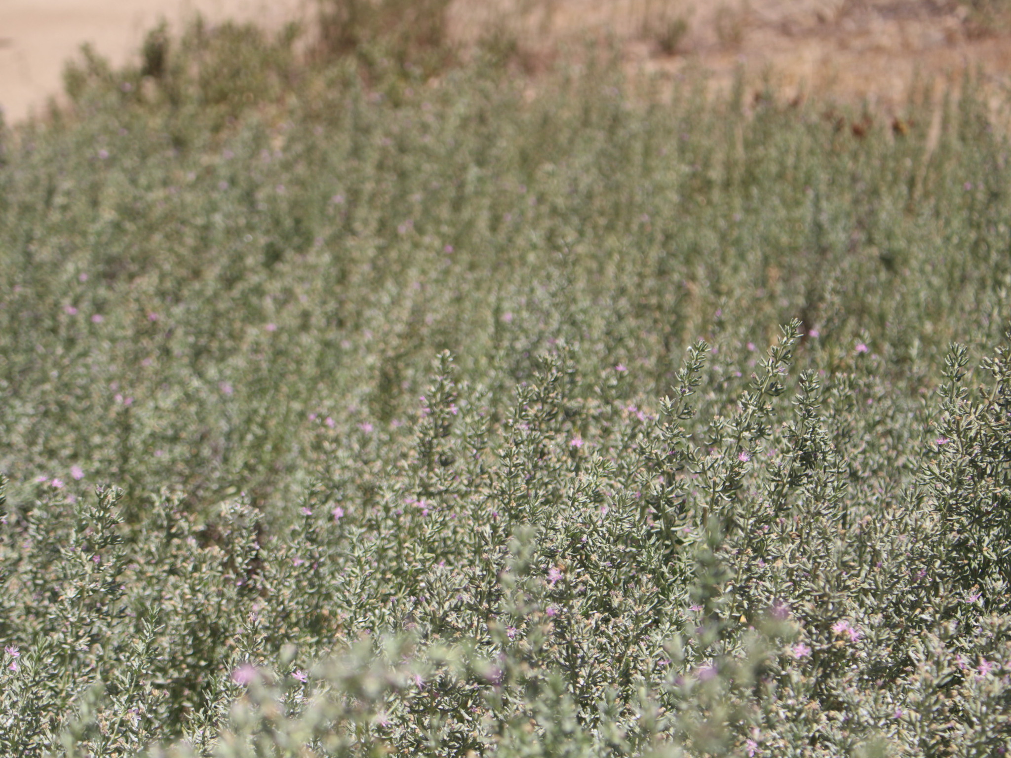 Frankenia salina I.M.Johnst.