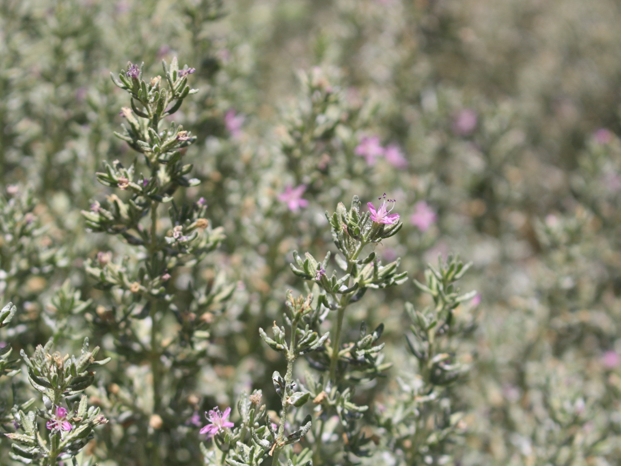 Frankenia salina I.M.Johnst.