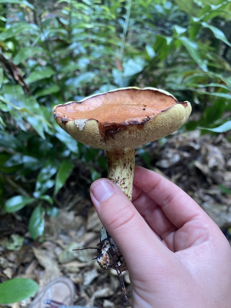 Dotted-stalked Suillus from Prince of Wales Park, Wellington ...