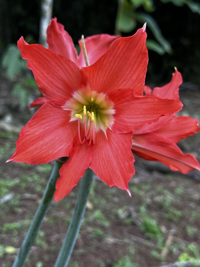Barbados Lily from Puerto Rico, Arecibo, Puerto Rico, US on February 19 ...