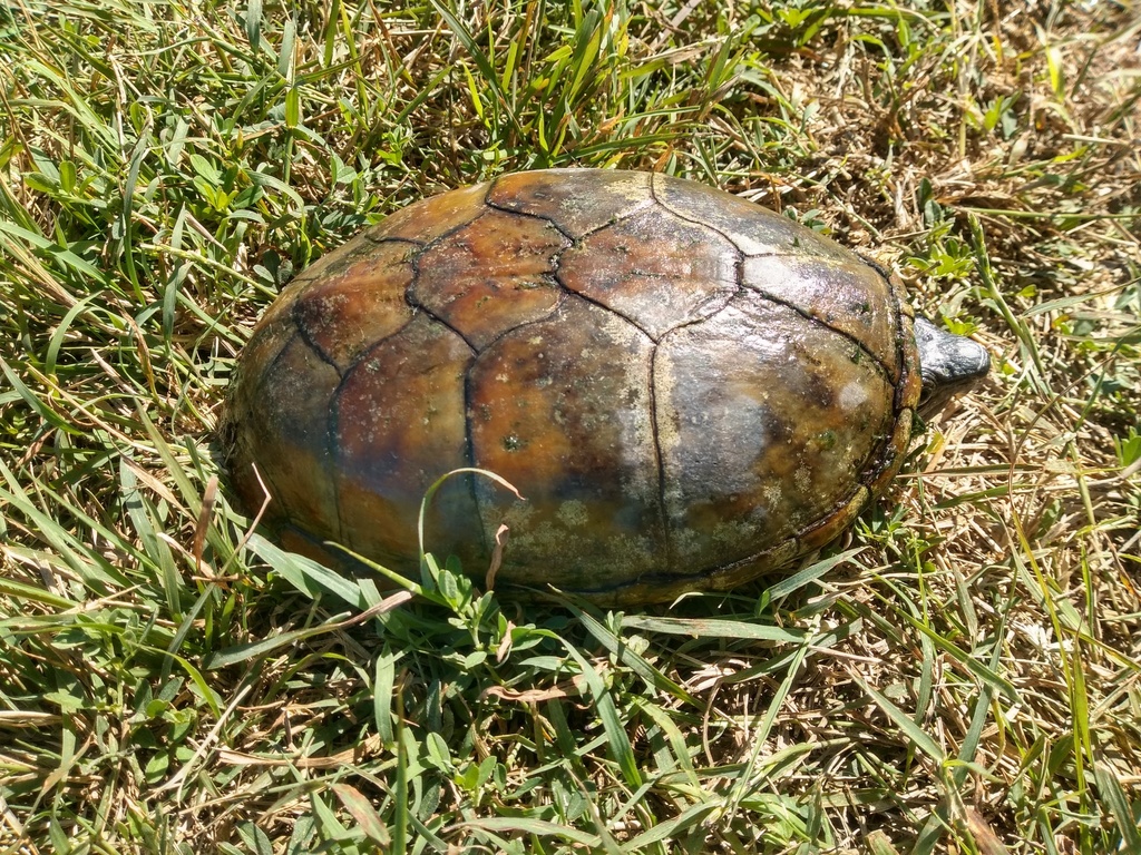 Herrera's Mud Turtle from Tampico Alto, Ver., México on January 14 ...