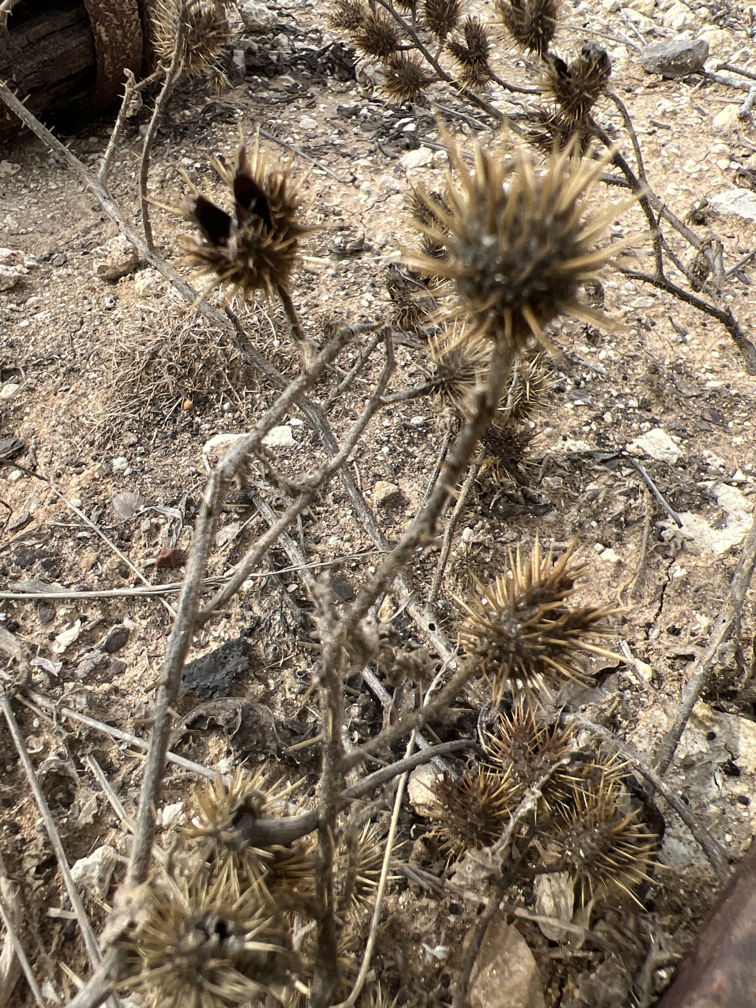 Solanum rostratum Dunal