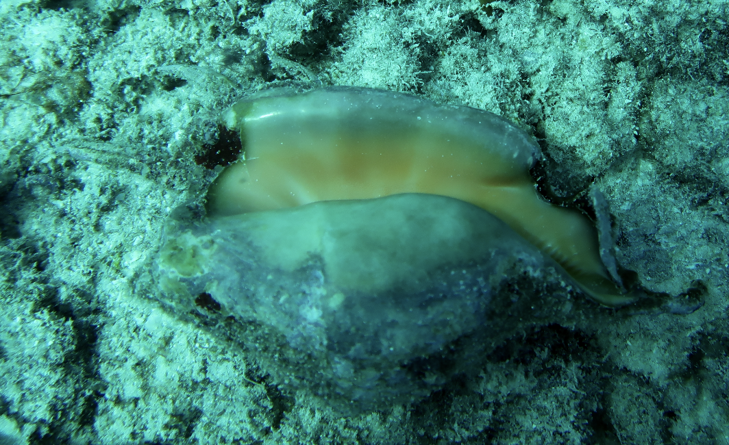 Lambis lambis (Linnaeus, 1758)