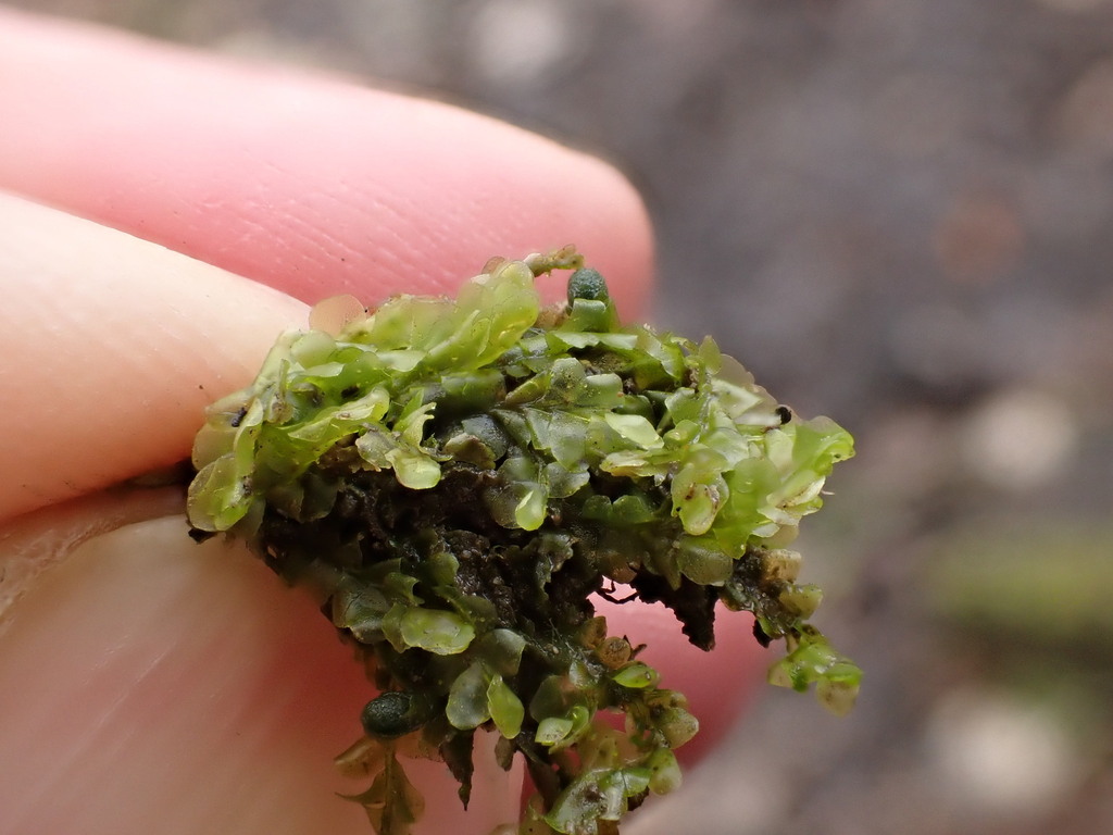 Square-leaved Crestwort from Buxton SK17, UK on February 18, 2023 at 10 ...