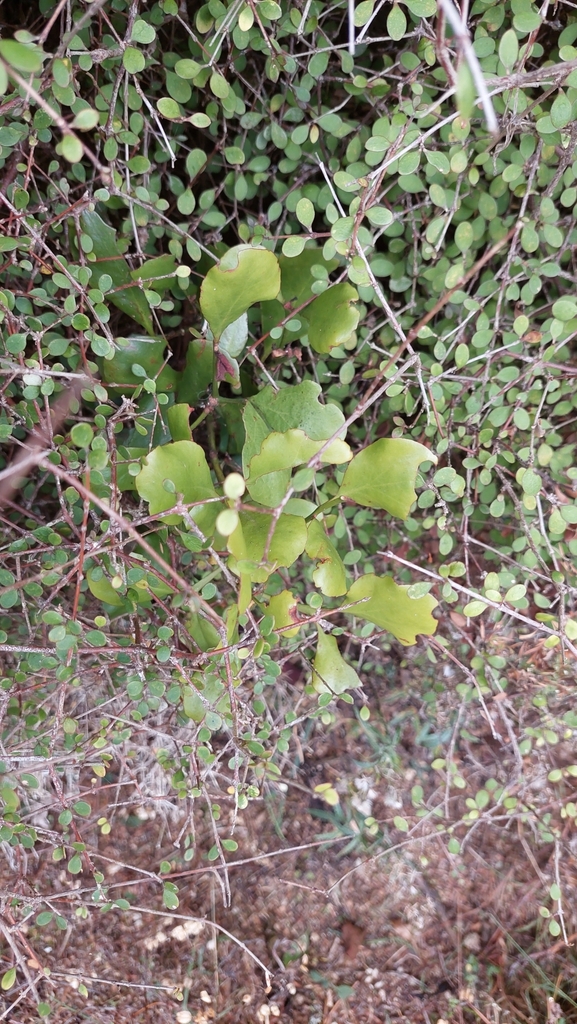 Green mistletoe in February 2023 by Noah Fenwick · iNaturalist