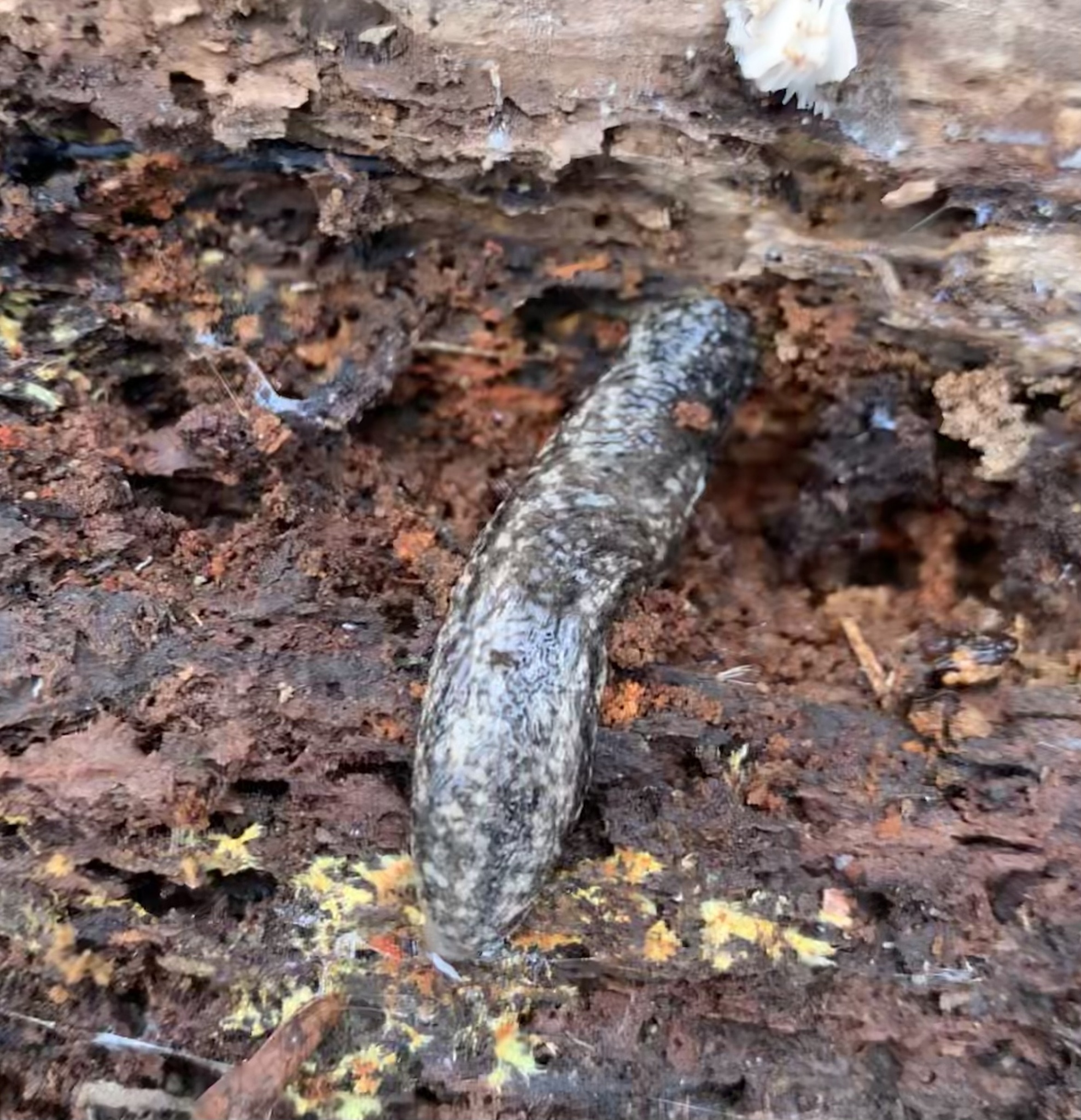 Philomycus togatus (A.Gould, 1841)