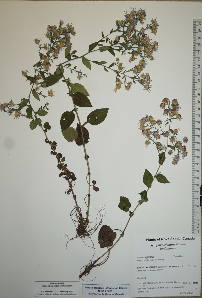 wavy-leaf aster from Canada, Nova Scotia QUEENS County, Hwy. 210 ...