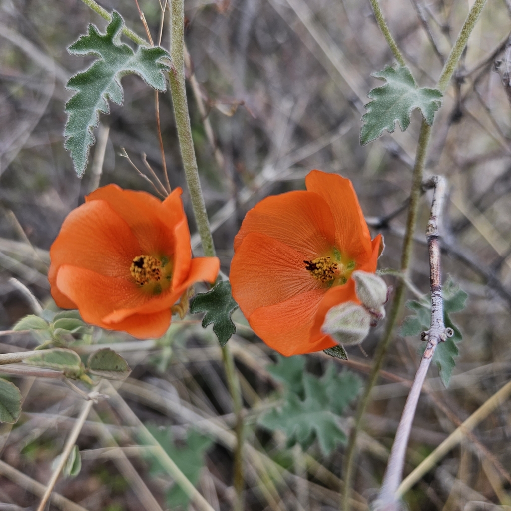caliche globemallow from Ajo, AZ 85321, USA on February 19, 2023 at 12: ...