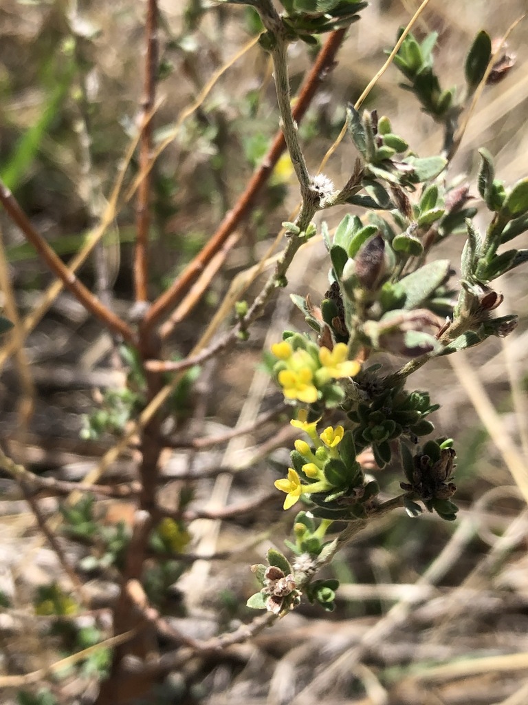 curved rice-flower from Adelaide SA, Australia on February 12, 2021 at ...