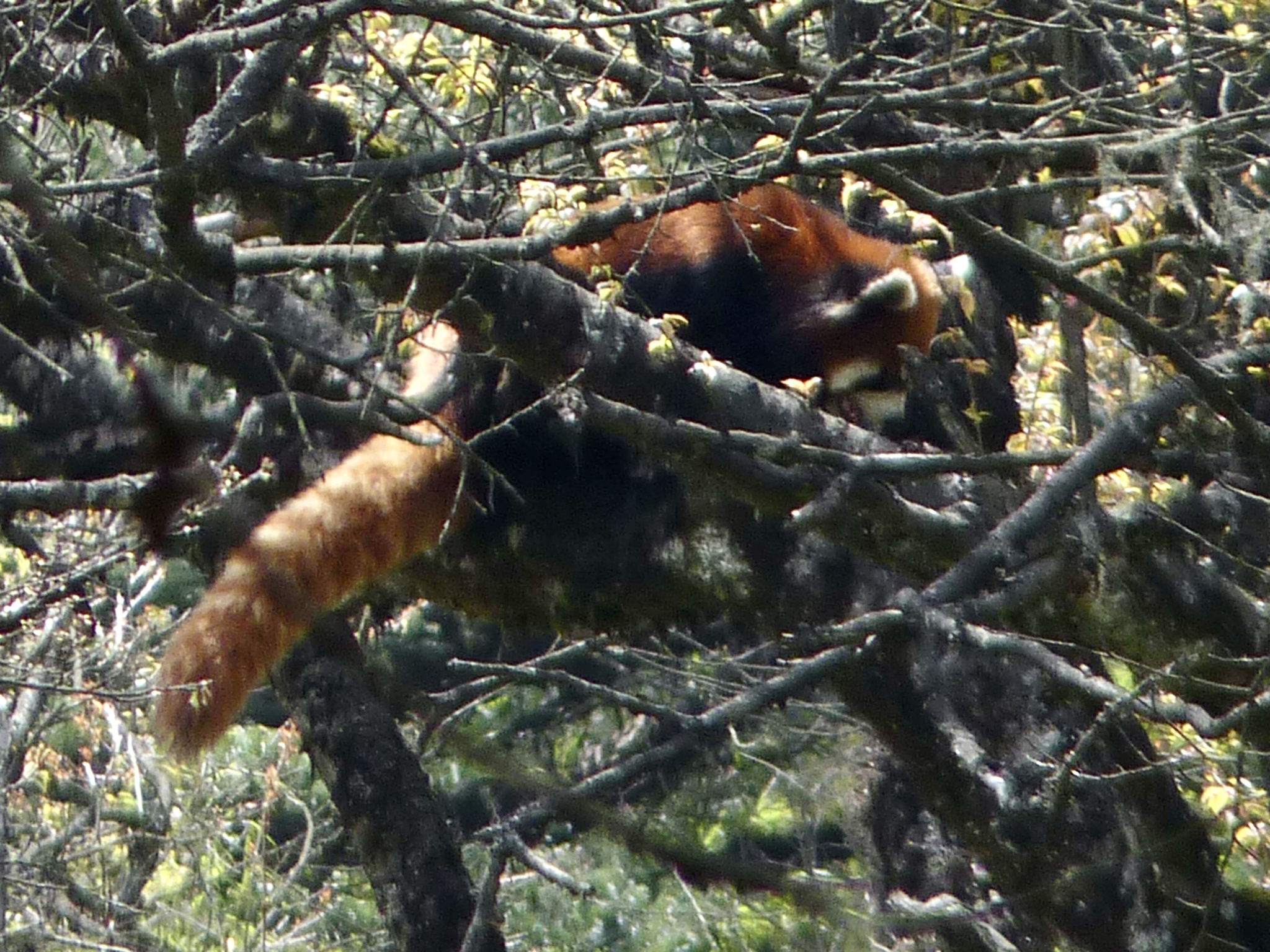Ailurus fulgens F.G.Cuvier, 1825
