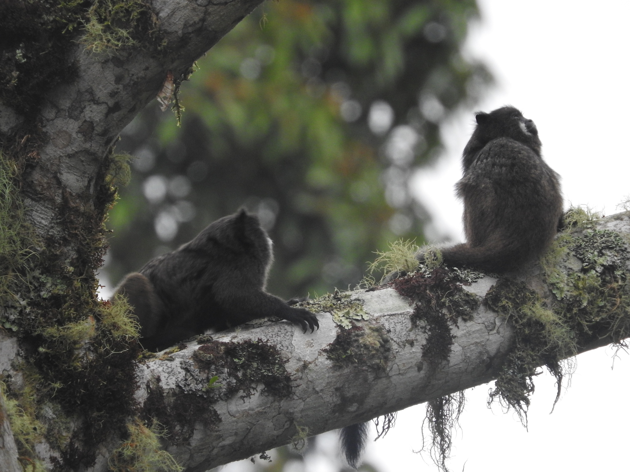 Saguinus nigricollis (Spix, 1823)