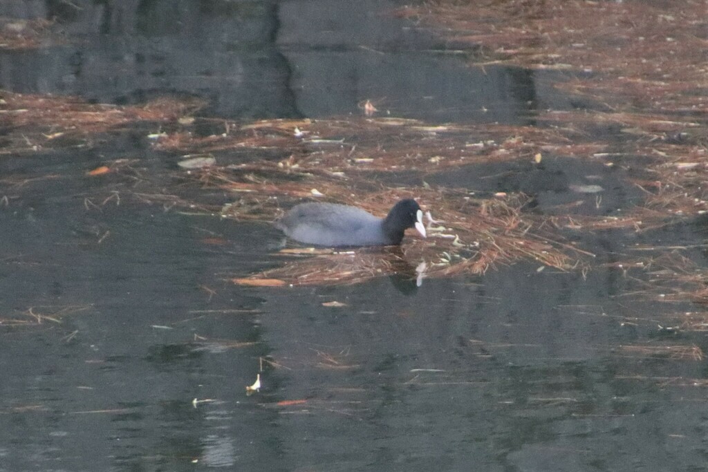 Eurasian Coot from Kokyogaien, Chiyoda City, Tokyo 100-0002, Japan on ...