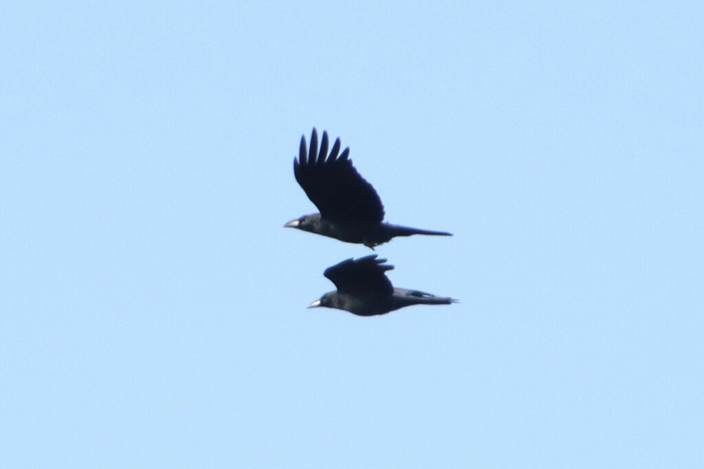 Large-billed Crow from Kokyogaien, Chiyoda City, Tokyo 100-0002, Japan ...
