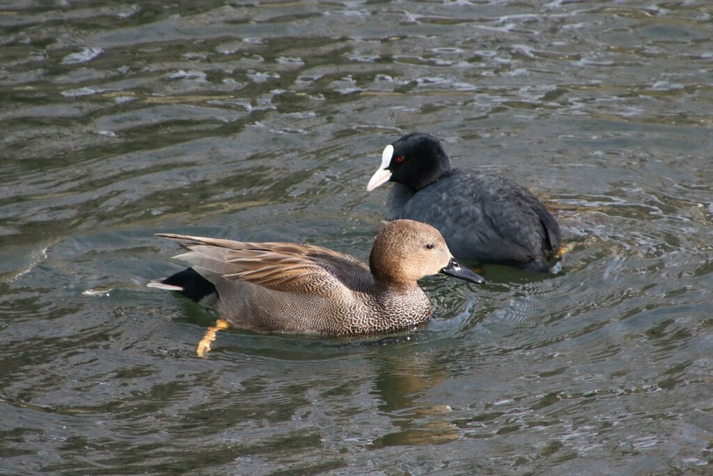 Eurasian Coot from Chiyoda, Tokyo, Japan on February 01, 2023 at 03:26 ...