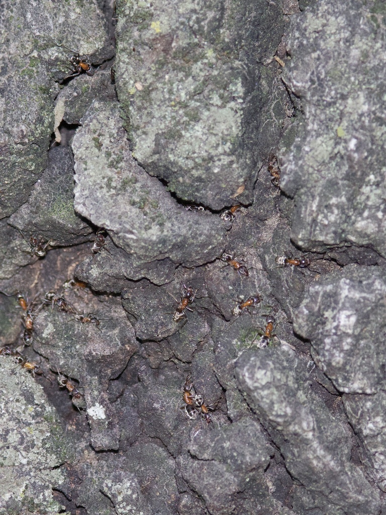 Western Velvety Tree Ant from Los Angeles County, CA, USA on February ...