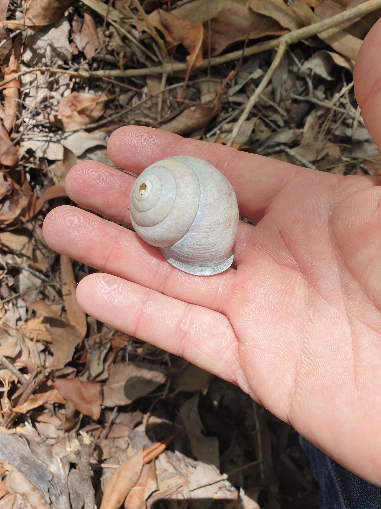 Sphaerospira Mörch, 1867