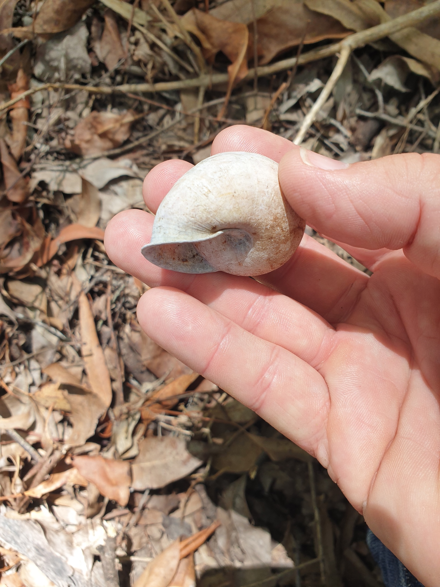 Sphaerospira Mörch, 1867