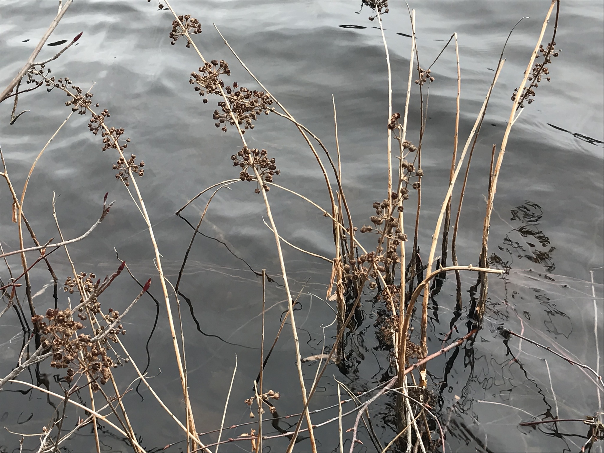 Decodon verticillatus (L.) Elliott