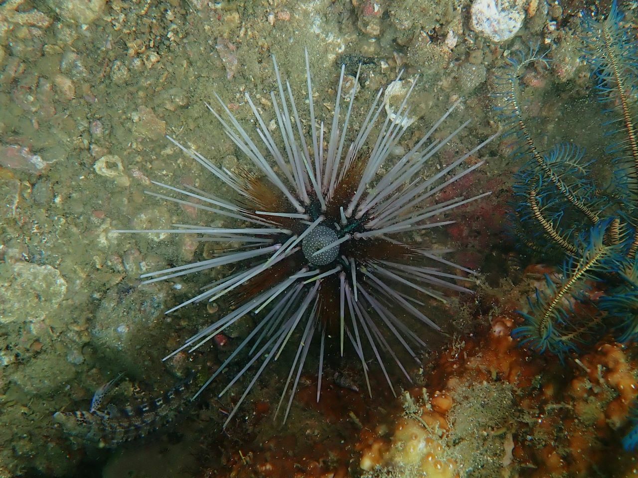 Echinothrix calamaris (Pallas, 1774)