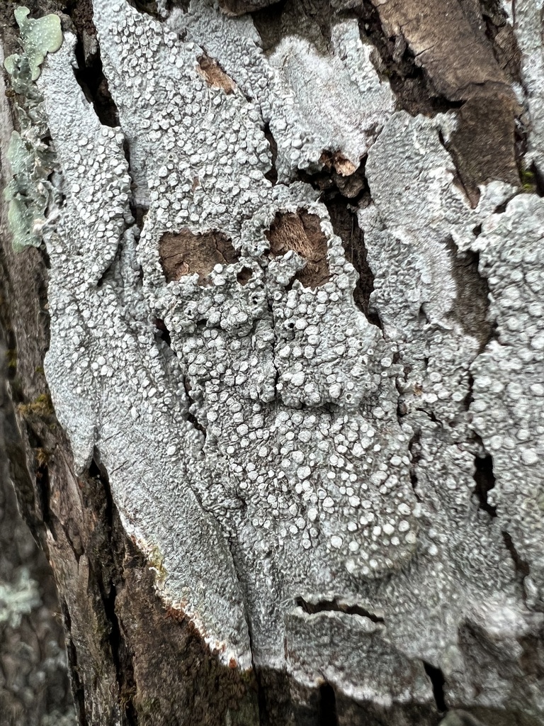Bumpy Rim-lichen from East Oak Hill, Austin, TX, US on February 19 ...