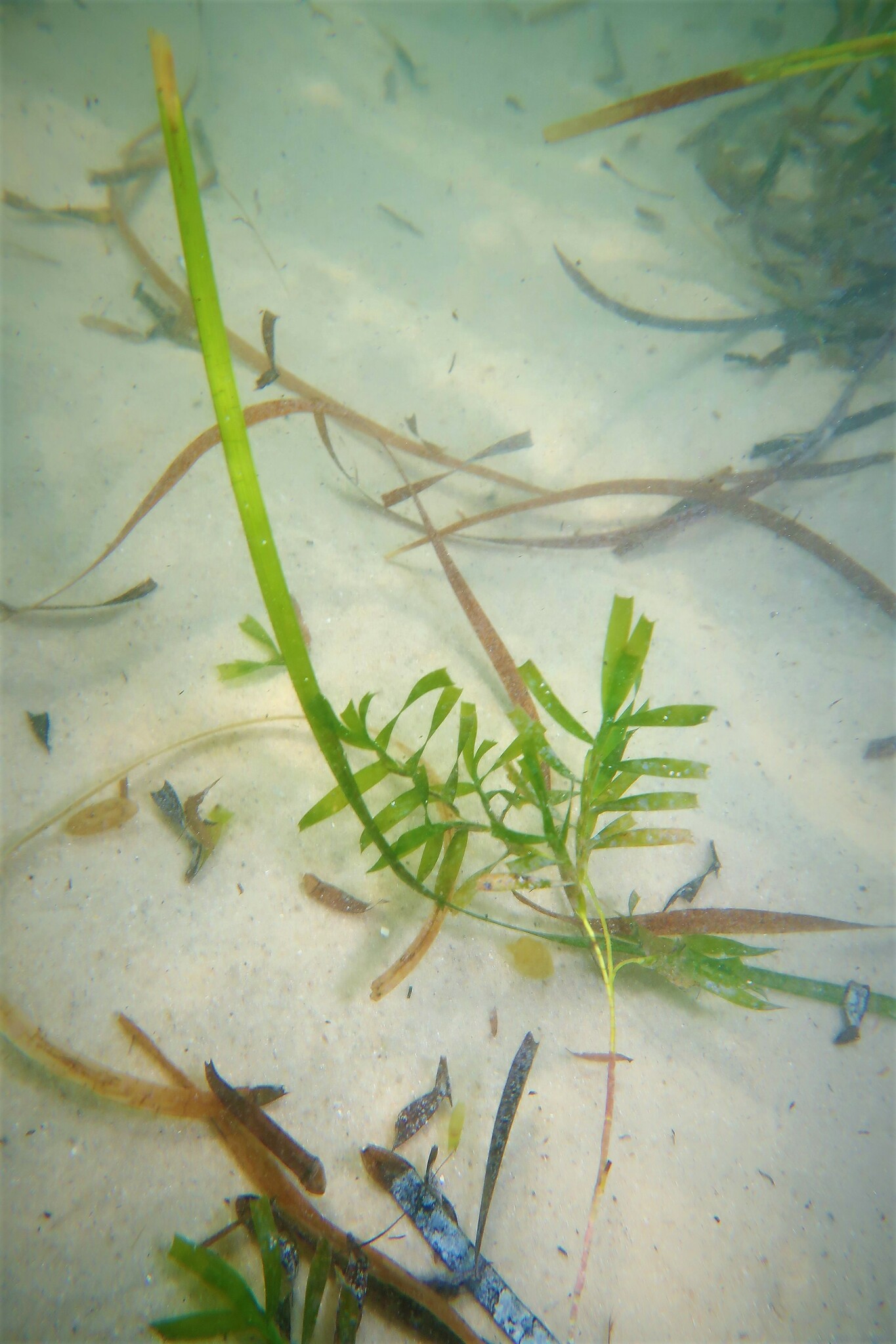 Amphibolis antarctica (Labill.) Asch.