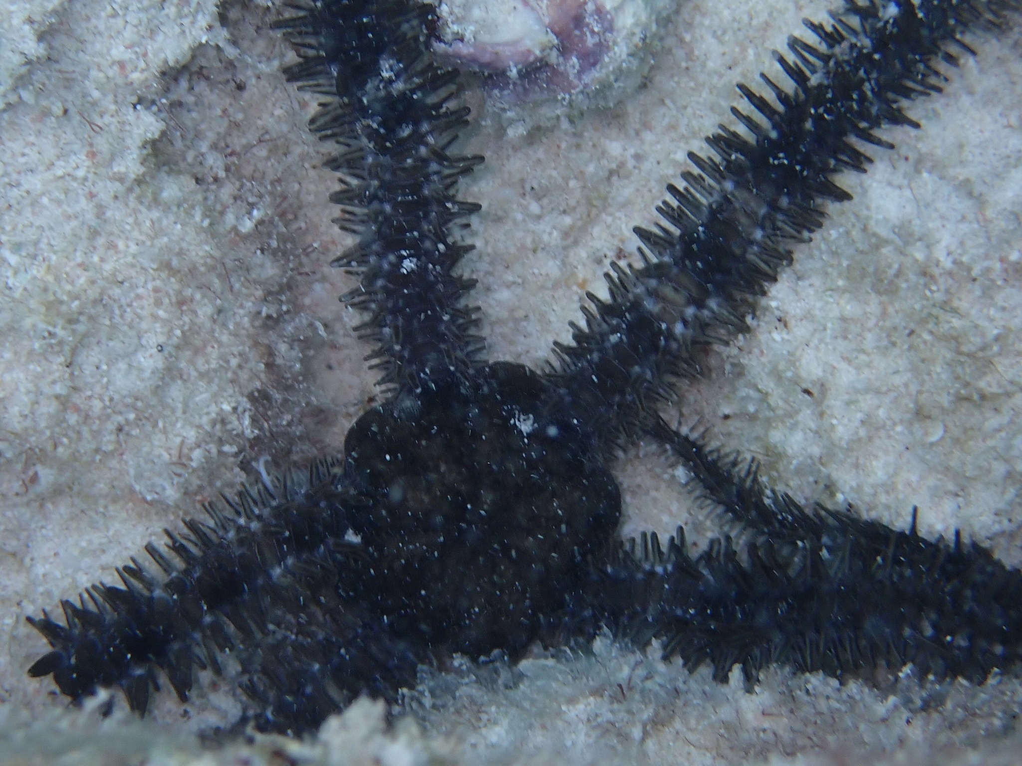 Ophiocoma echinata (Lamarck, 1816)