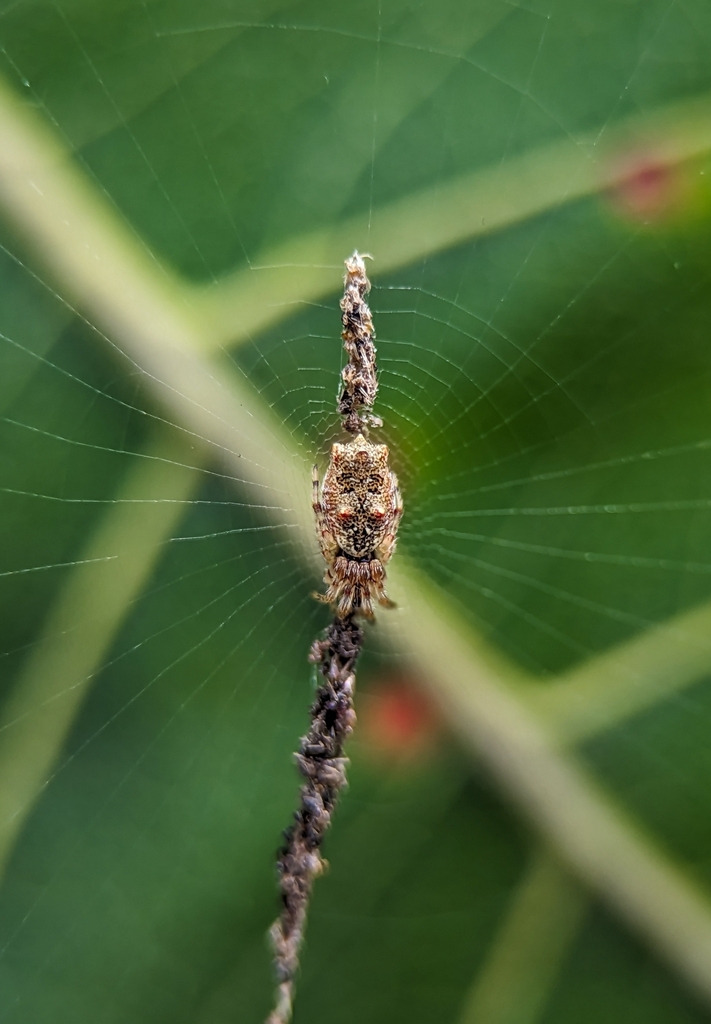 Cyclosa diversa from Taguatinga, Brasília - DF, Brasil on February 19 ...