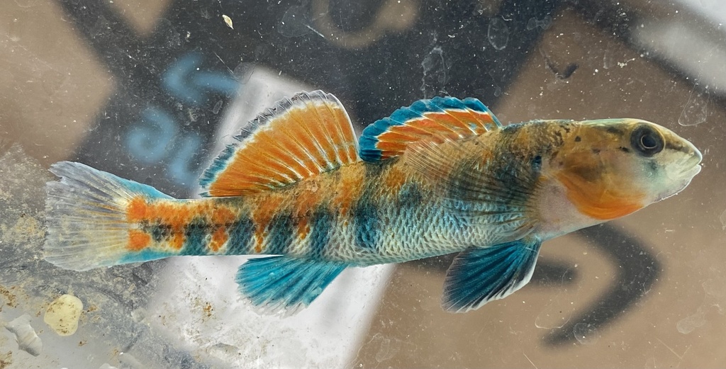 Plains Orangethroat Darter from Ozark-St. Francis National Forests ...