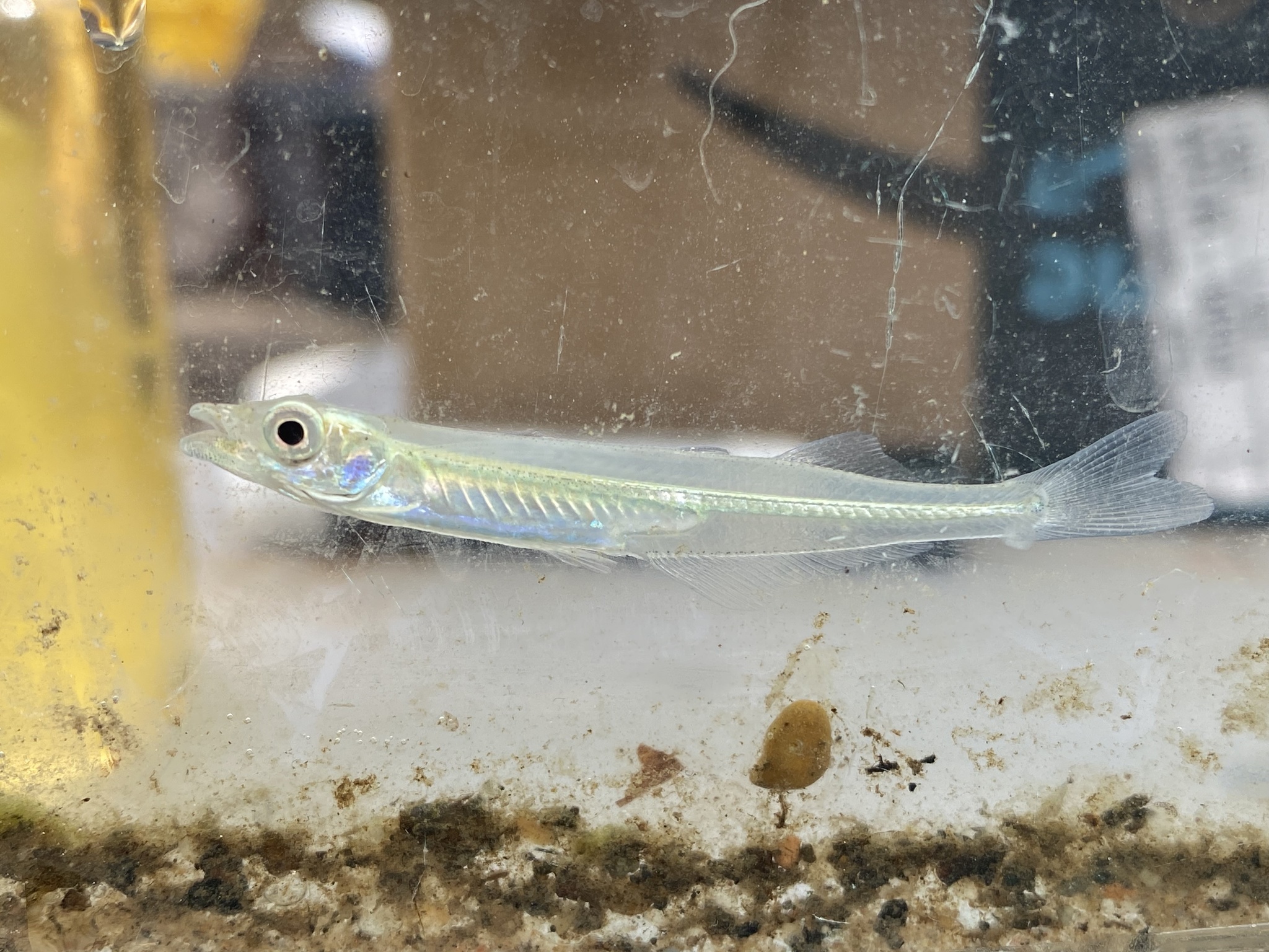 Labidesthes sicculus (Cope, 1865)