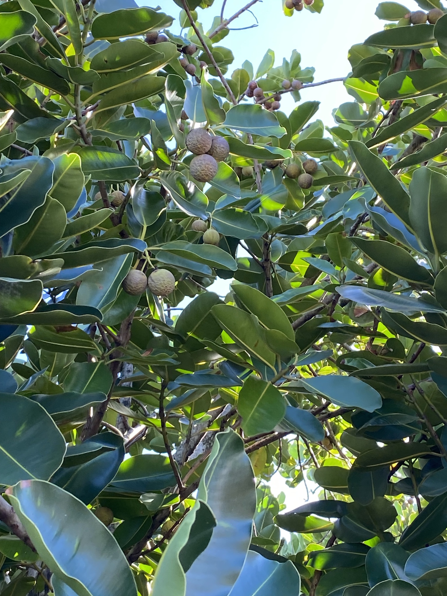 Calophyllum inophyllum L.