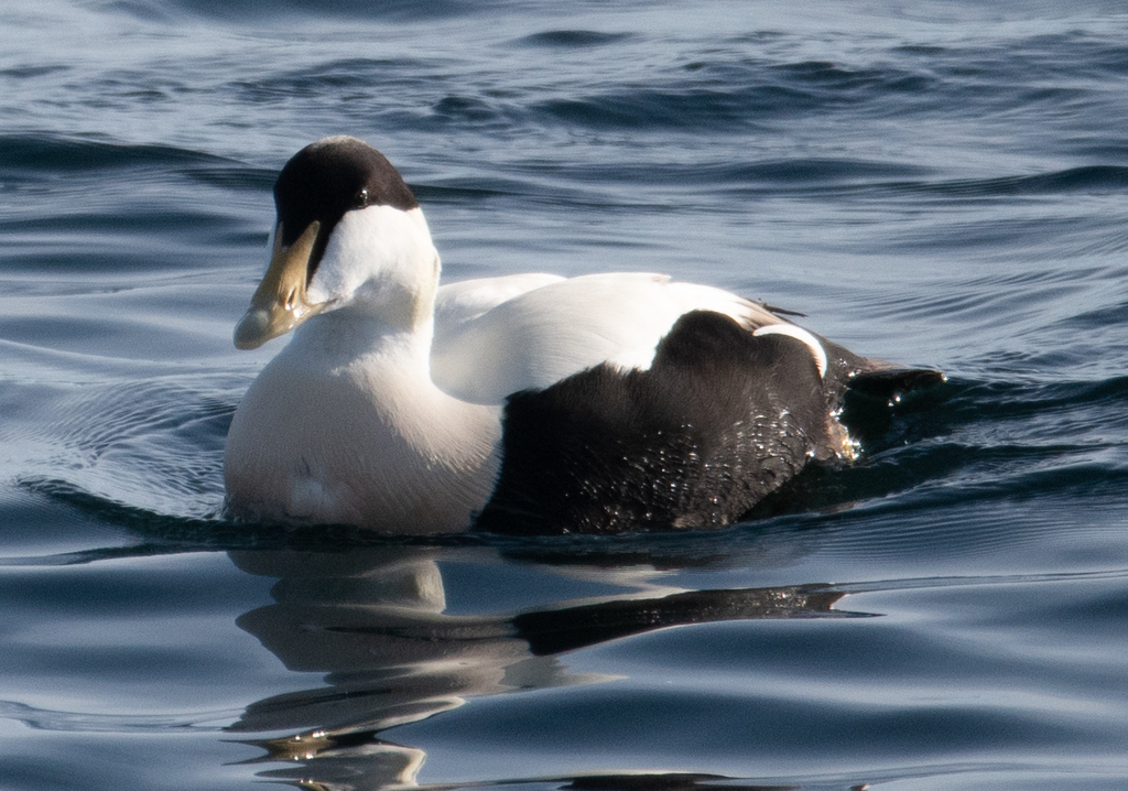 Northern Common Eider from Rockport, MA, USA on February 19, 2023 at 08 ...