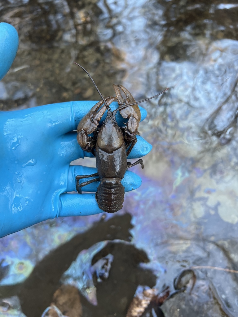 Rock Crayfish from Garfield Ave, East Palestine, OH, US on February 19 ...