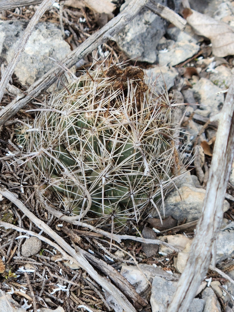 Grooved nipple cactus from Edwards County, US-TX, US on February 18 ...