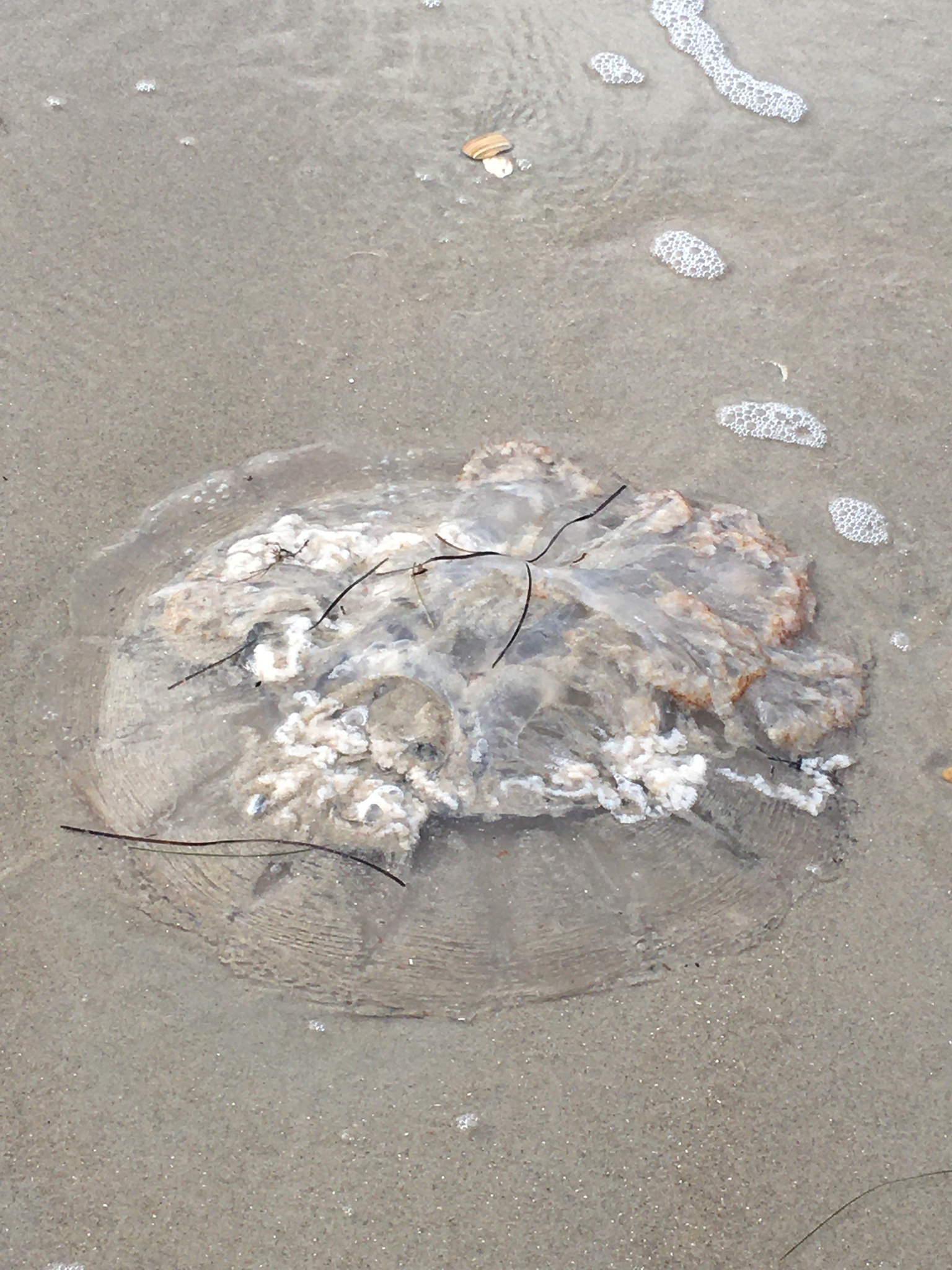 Rhopilema verrilli (Fewkes, 1887)