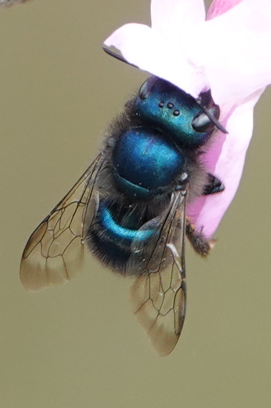 Osmia ribifloris Cockerell, 1900