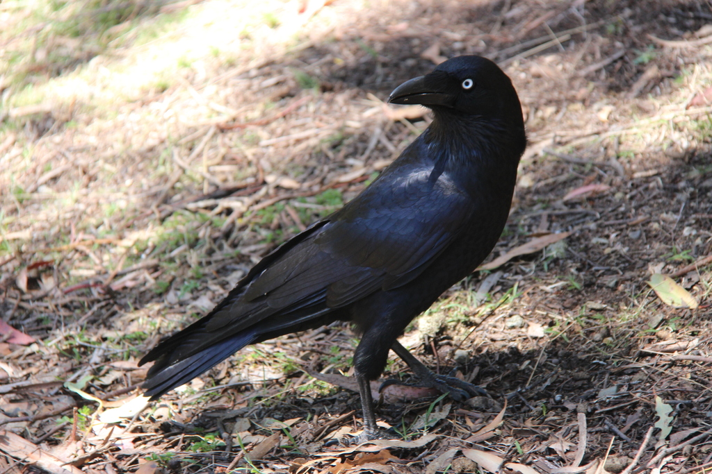 Forest Raven from Huntingfield TAS 7055, Australia on November 14, 2017 ...