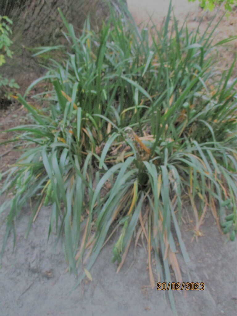 Stinking iris from Frankton, Queenstown, New Zealand on February 20 ...