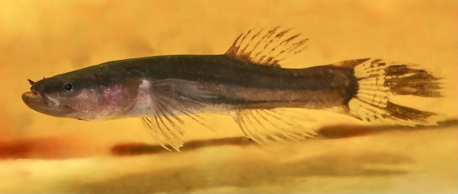 Percopsiformes