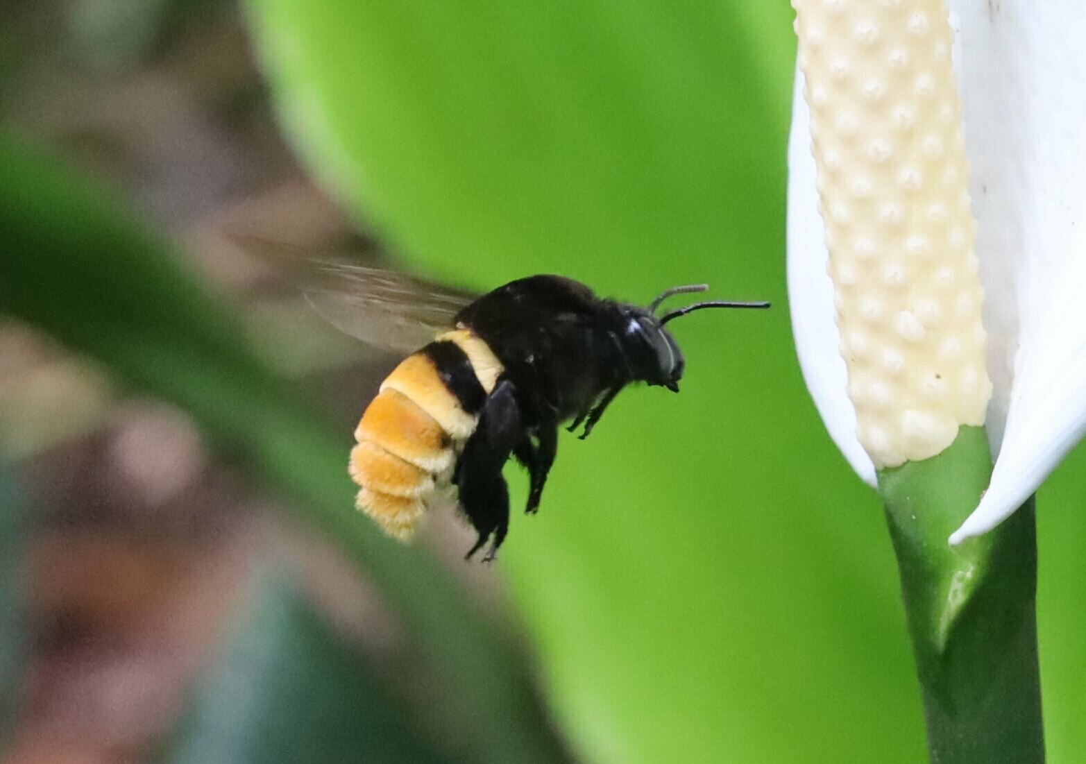 Eulaema cingulata (Fabricius, 1804)