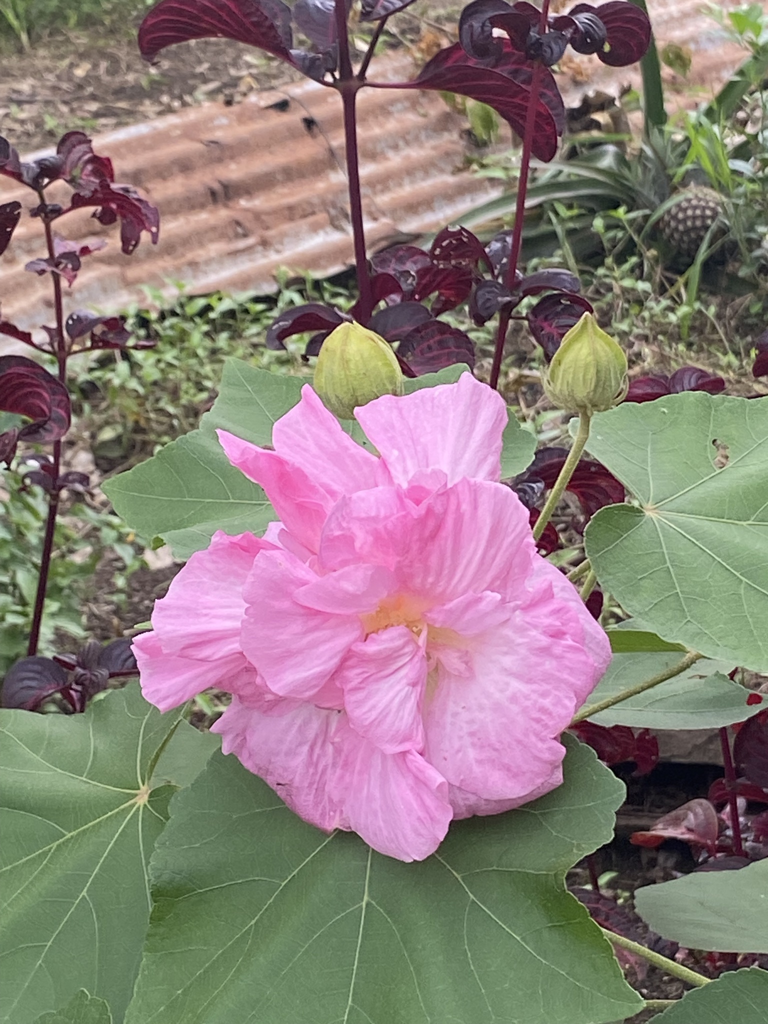 Hibiscus mutabilis L.
