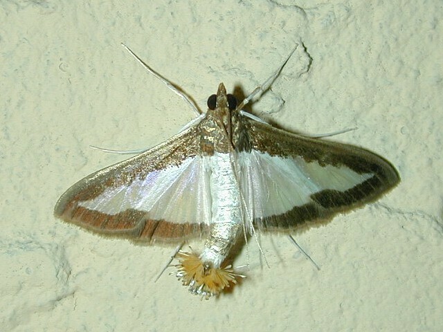 Cucumber Moth from Sunrise, FL, USA on January 5, 2002 at 09:09 PM by ...