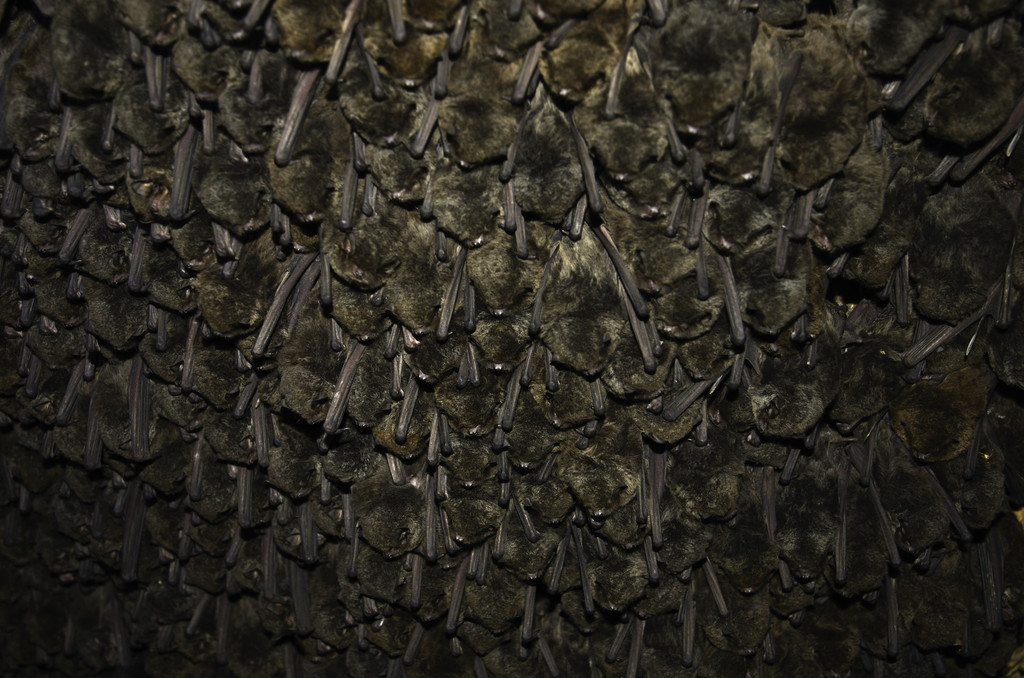 Natal Long-fingered Bat (Miniopterus natalensis) - Know Your Mammals